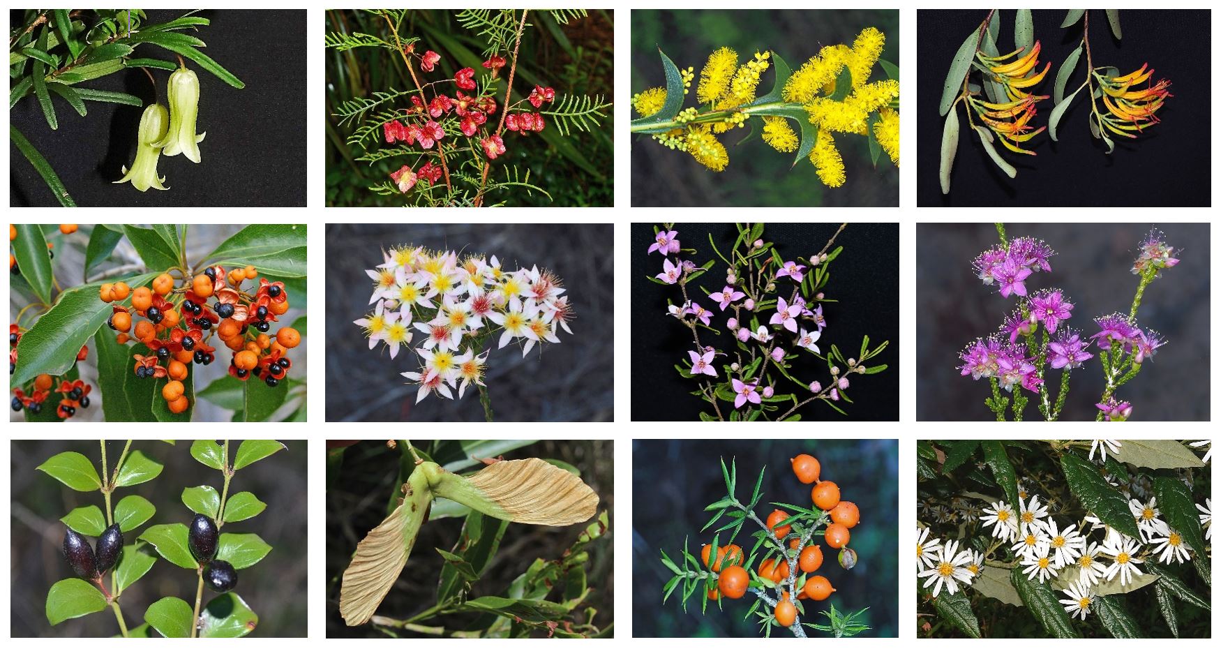 Condamine Country – Field Guides to the Native Plants of Toowoomba and ...